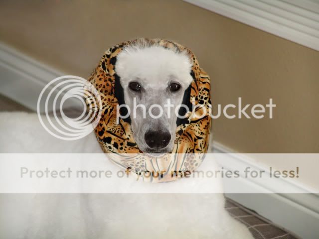 Snood | Page 2 | Poodle Forum