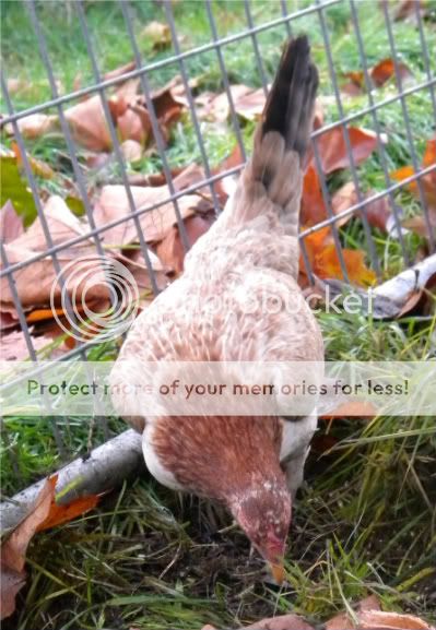 Show Off Your Games! | Page 231 | BackYard Chickens - Learn How to ...