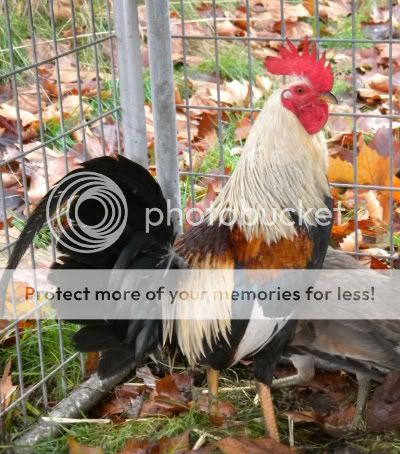 Show Off Your Games! | Page 231 | BackYard Chickens - Learn How to ...