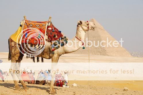 It's Wednesday! Hump Day! (20 Images) - Pirate's Cove » Pirate's Cove