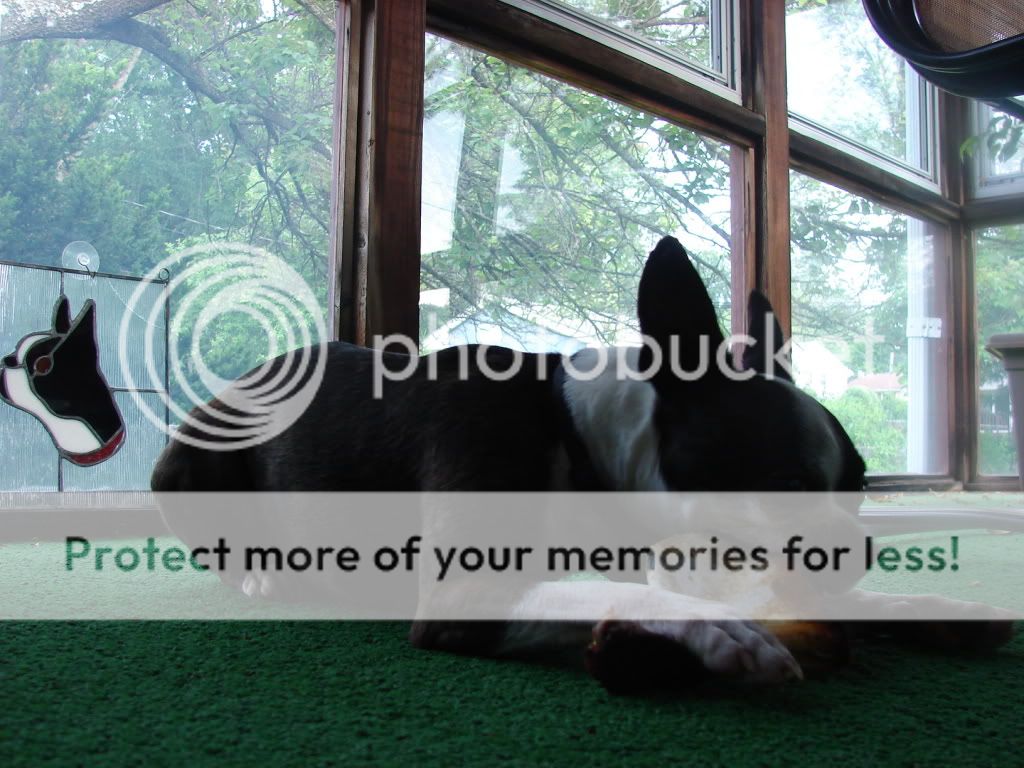 A tale of 2 Pork Butts...and 2 Hungry Dogs (PRON!) | THE BBQ BRETHREN ...